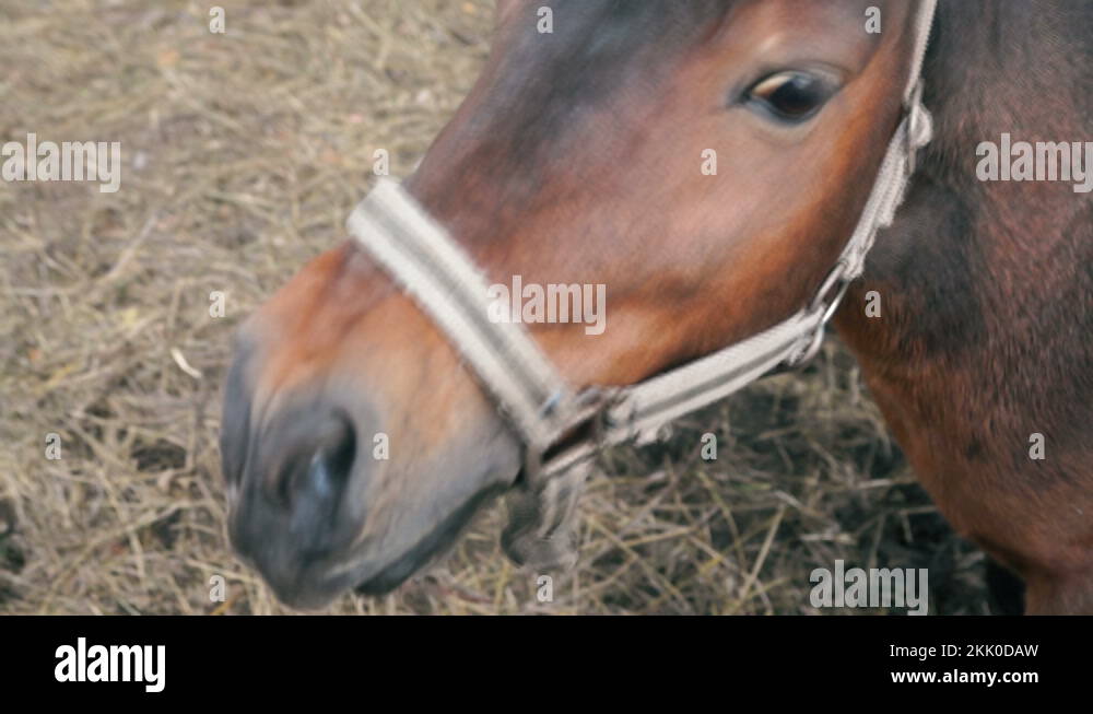 Straw horse Stock Videos & Footage - HD and 4K Video Clips - Alamy