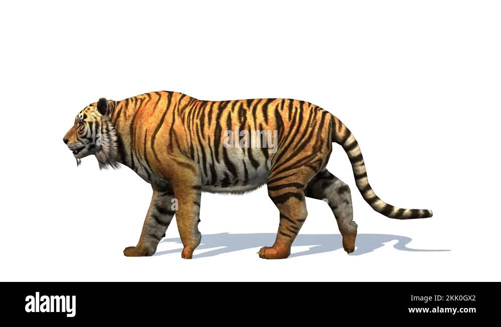 Tiger slowly walking across the frame on white screen - Animated tiger ...