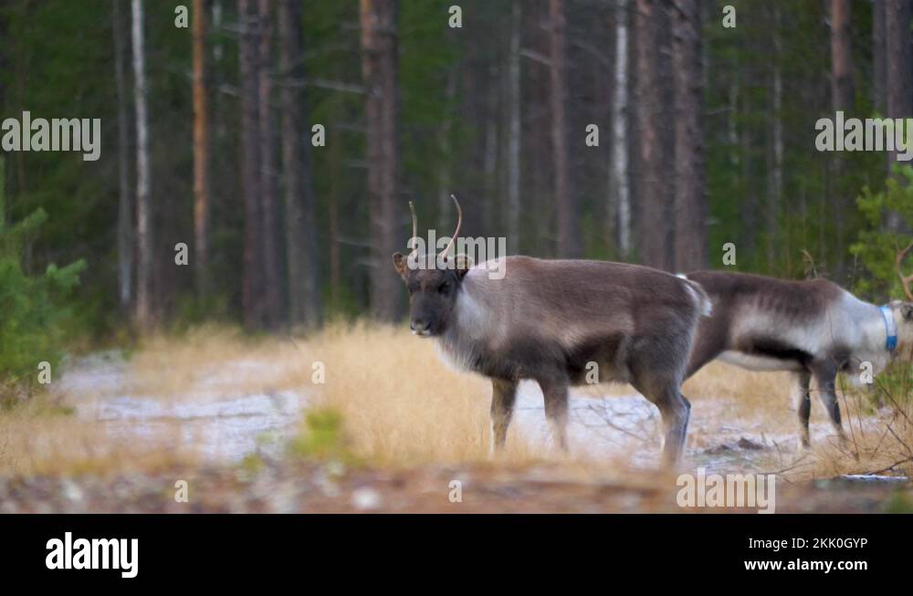 Northerndeer Stock Videos & Footage - HD and 4K Video Clips - Alamy