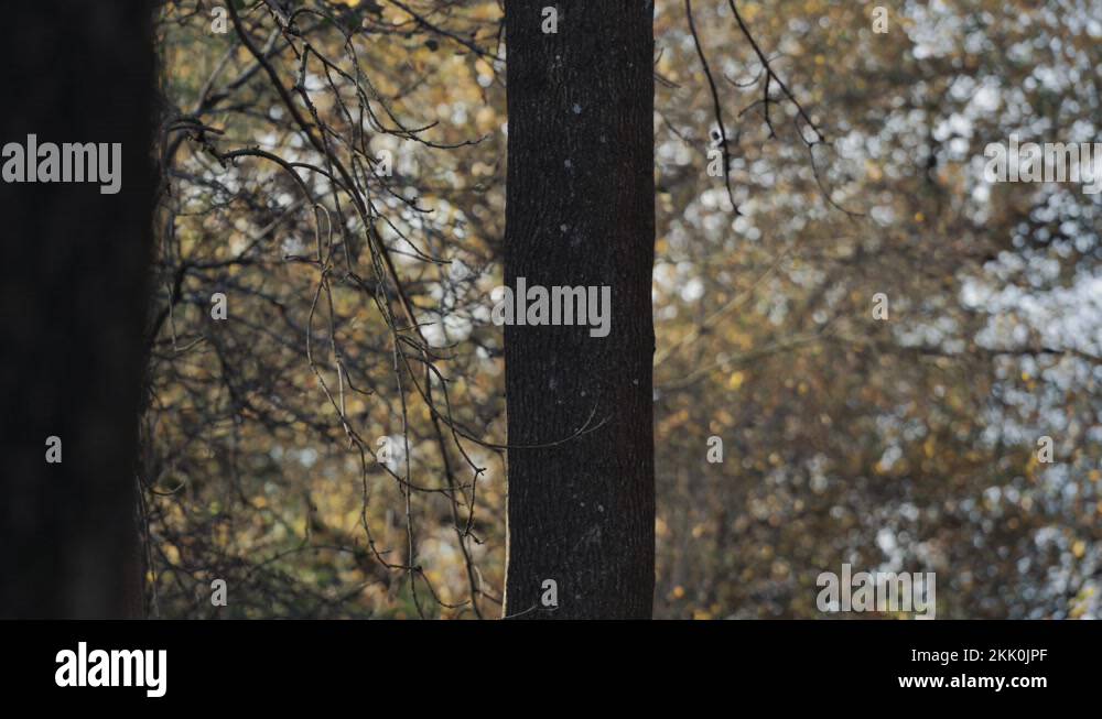 Vertical tree Stock Videos & Footage - HD and 4K Video Clips - Alamy