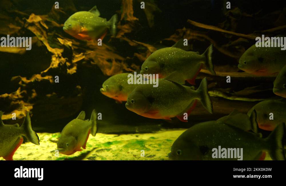 South American Pygocentrus cariba or black spotted piranha shoal ...