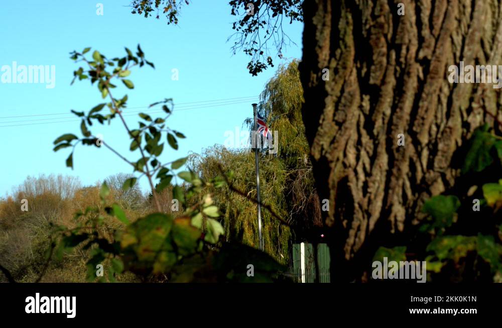 Isolated between trees tree branches Stock Videos & Footage - HD and 4K ...