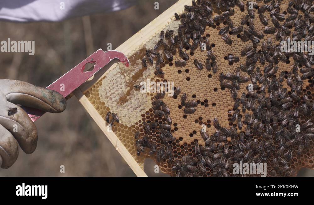Honey honeycomb beehive cell Stock Videos & Footage - HD and 4K Video ...