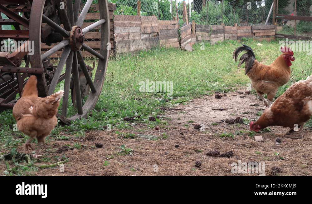 Clean farm animals Stock Videos & Footage - HD and 4K Video Clips - Alamy
