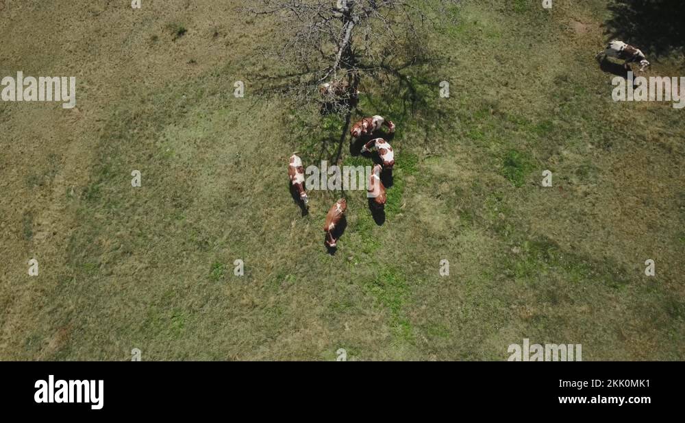 Cows under tree shade Stock Videos & Footage - HD and 4K Video Clips ... Cows under tree shade Stock Videos & Footage - HD and 4K Video Clips ...