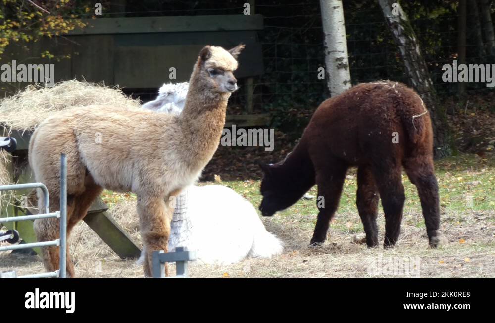Alpaca sitting eating Stock Videos & Footage - HD and 4K Video Clips ...