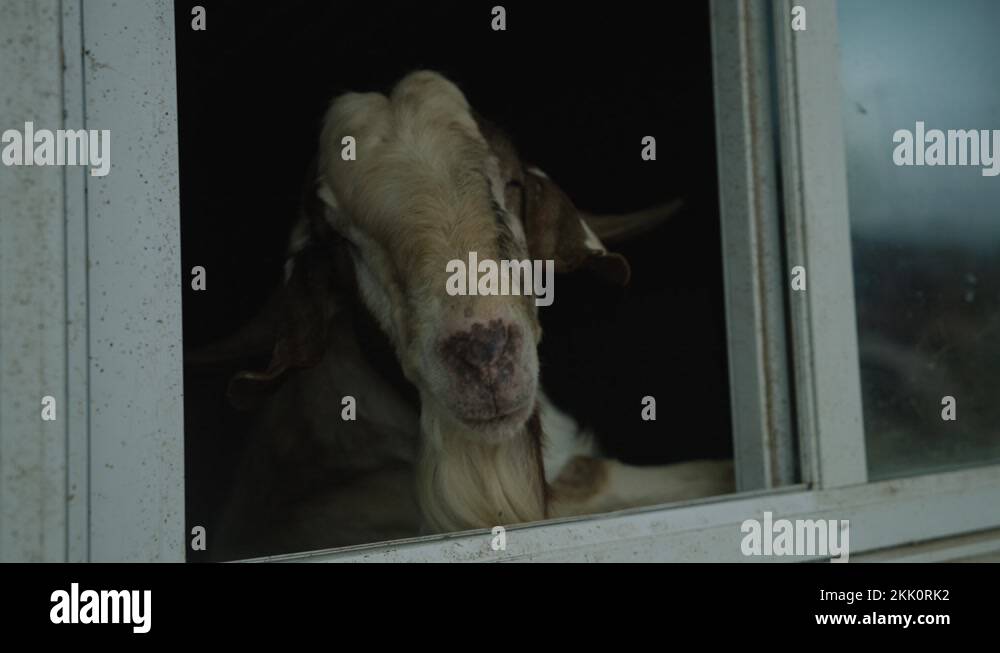 Rural country ruminant livestock farm Stock Videos & Footage - HD and ...