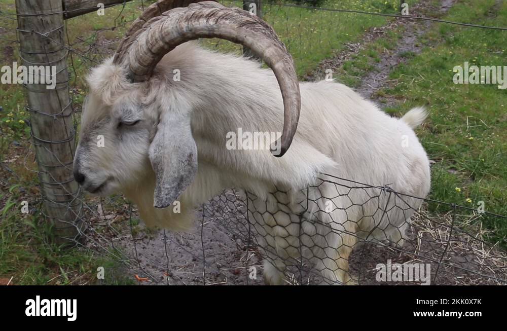 Long billy goat Stock Videos & Footage - HD and 4K Video Clips - Alamy