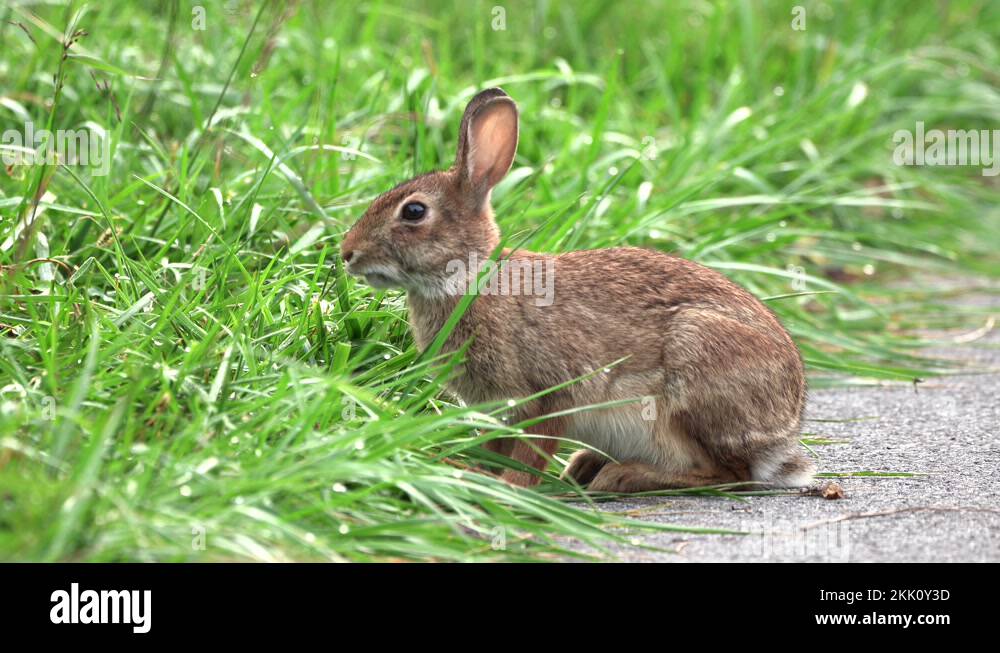 A cotton tail rabbit sitting on a path and eating blades of grass Stock ...