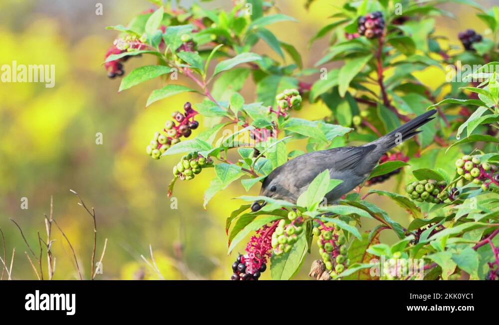 Berry eating birds Stock Videos & Footage - HD and 4K Video Clips - Alamy