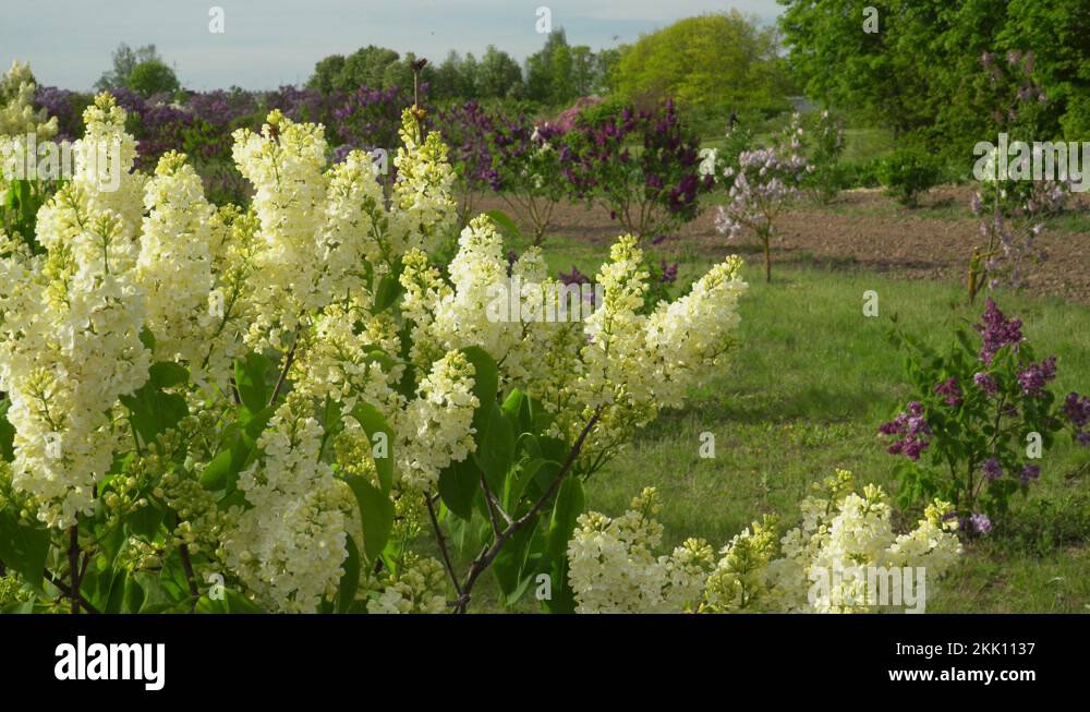 The beautiful white florets of the flowering lilac shrub in a garden ...