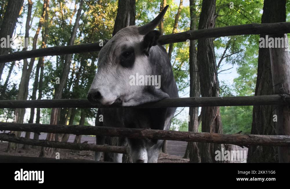 Large farm animals Stock Videos & Footage - HD and 4K Video Clips - Alamy