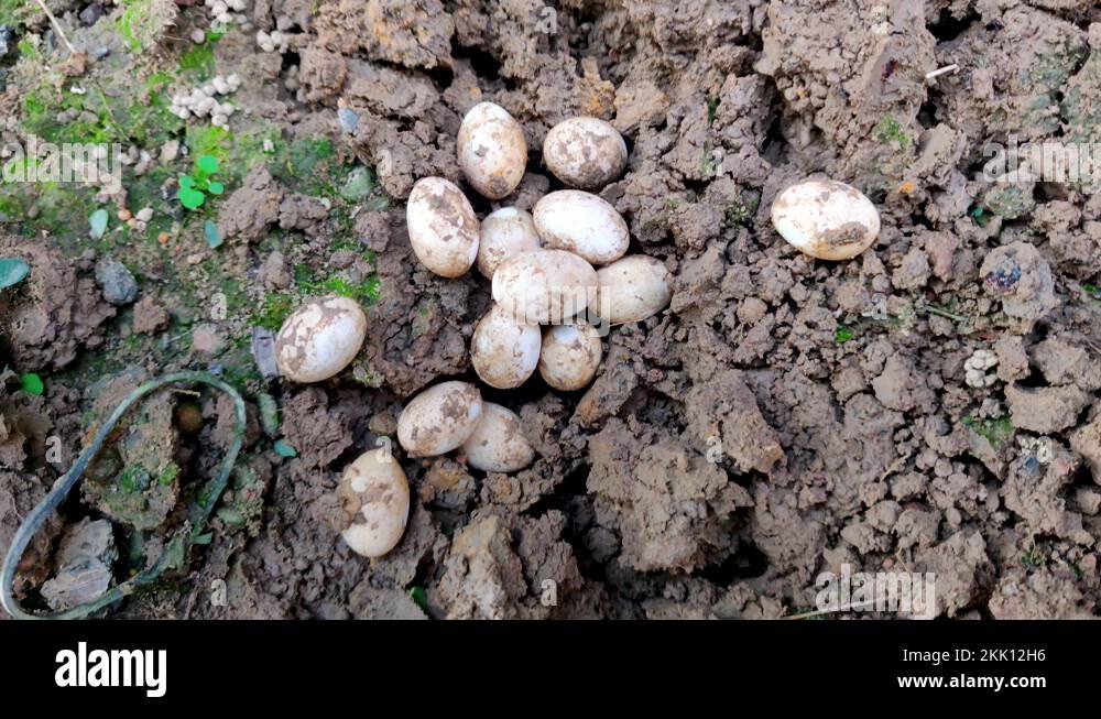 Eggs in soil Stock Videos & Footage - HD and 4K Video Clips - Alamy