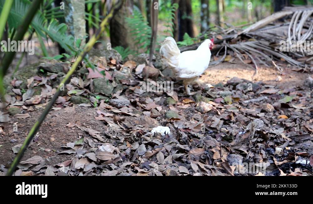 Chicken of the forest Stock Videos & Footage - HD and 4K Video Clips ...