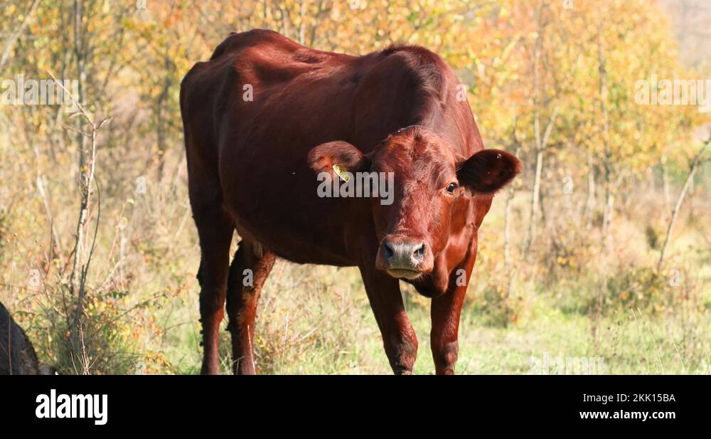 Beautiful cute brown cow grazes in the meadow. The animal looks closely ...