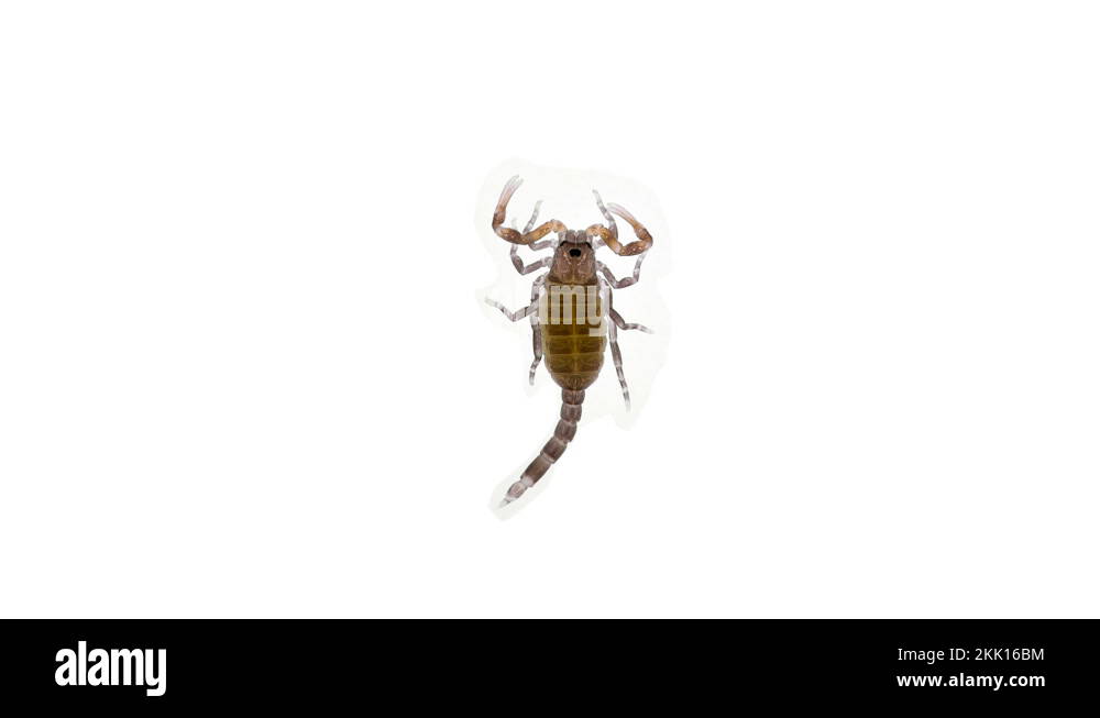 Newborn scorpion Lychas tricarinatus, family Buthidae, Distributed in ...