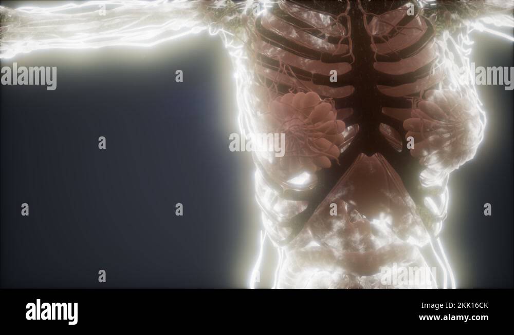 Colorful Human Body animation showing bones and organs Stock Video ...