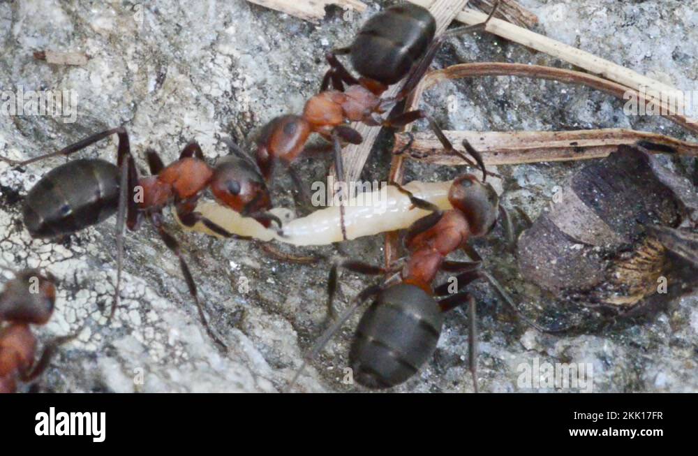 ant prey larva of diptera, Formica rufa, Ant, predator Stock Video ...