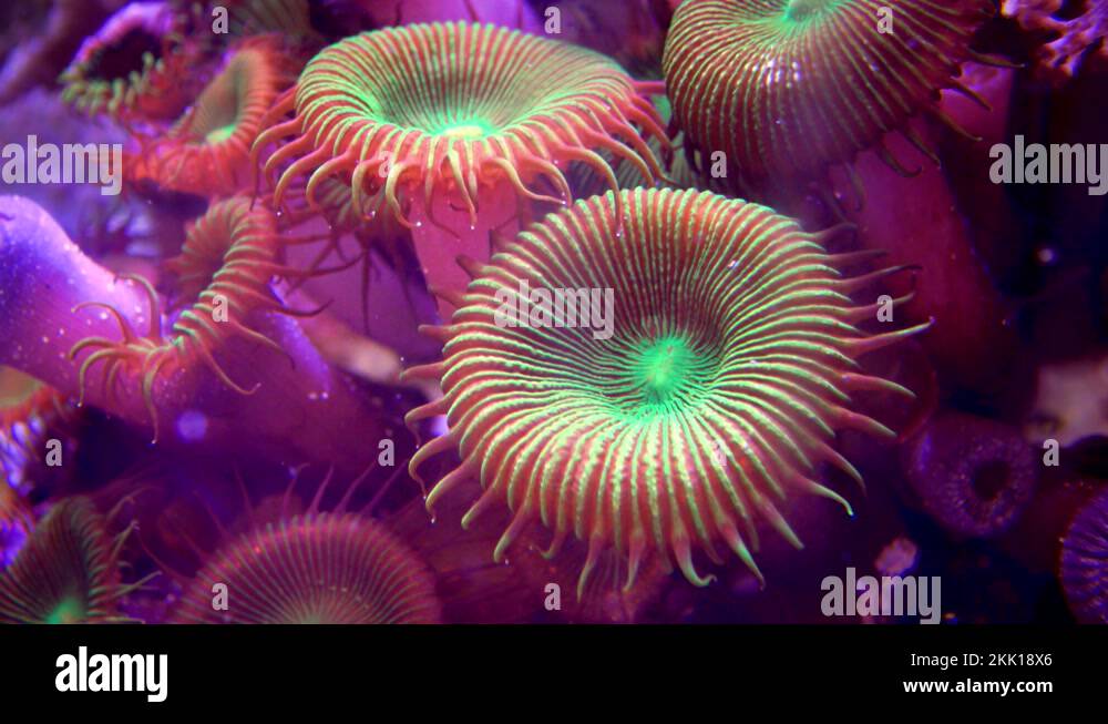 Green button polyp Stock Videos & Footage - HD and 4K Video Clips - Alamy