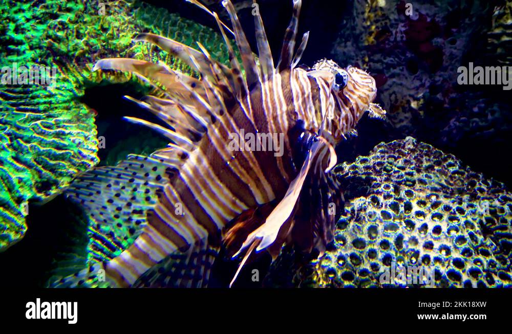 Tropical devil firefish lionfish Stock Videos & Footage - HD and 4K ...