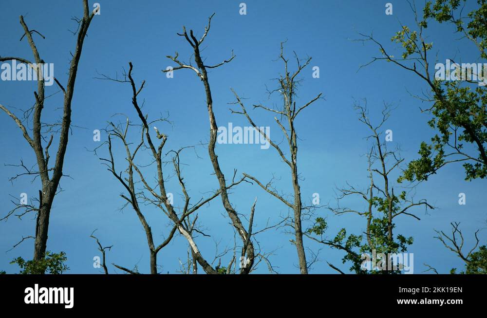 Lack forest Stock Videos & Footage - HD and 4K Video Clips - Alamy