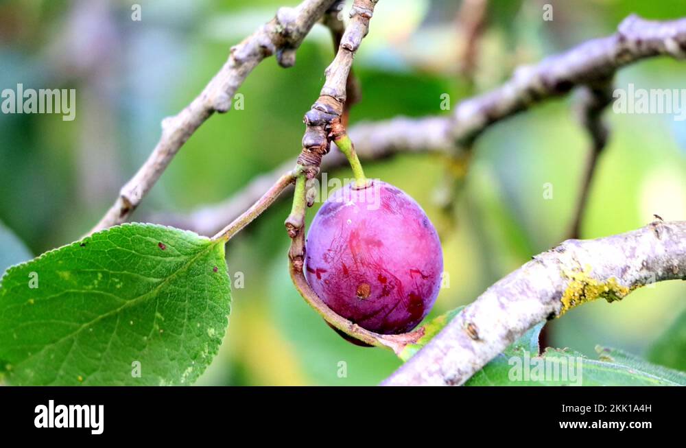 Desert plum tree Stock Videos & Footage - HD and 4K Video Clips - Alamy