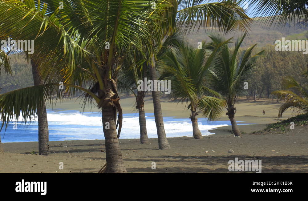 Palm trees of the Etang-Sale beach on Reunion Island Stock Video ...