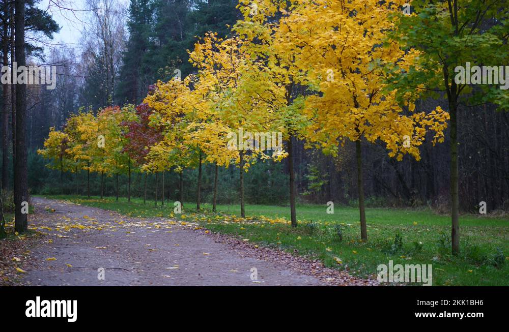 Alley of young yellow and green maple trees along park path Stock Video ...