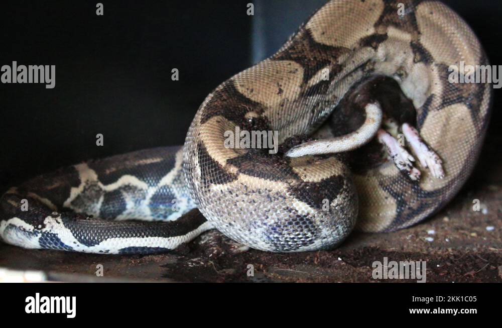 Great boa boa constrictor Stock Videos & Footage - HD and 4K Video ...