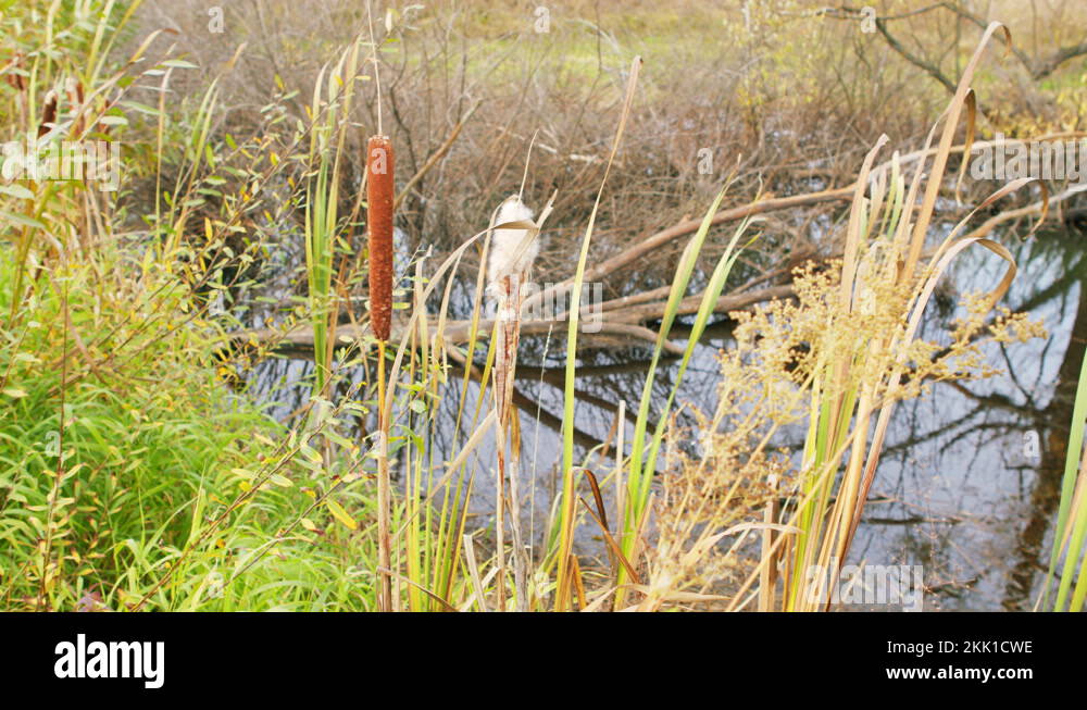 Common reed invasive plant species Stock Videos & Footage - HD and 4K ...