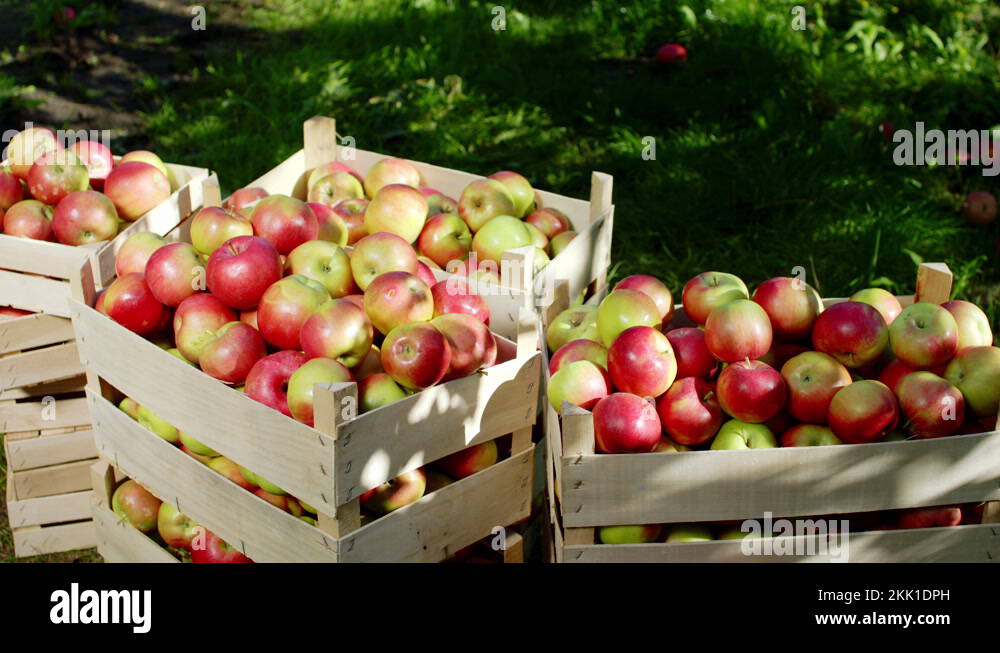 Closeup to the camera details of a wooden box full of fresh fruits in ...