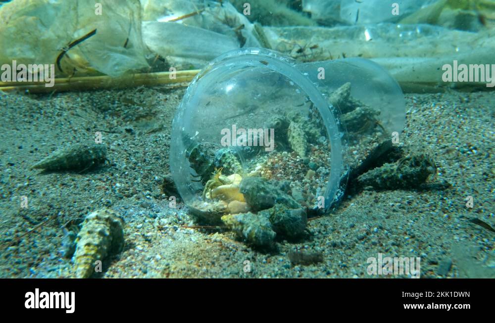 Hermit crabs hitting trapped inside plastic cocktail cup lies on the ...