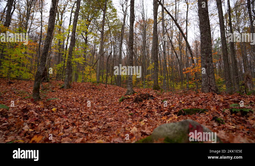 Arbre maple Stock Videos & Footage - HD and 4K Video Clips - Alamy