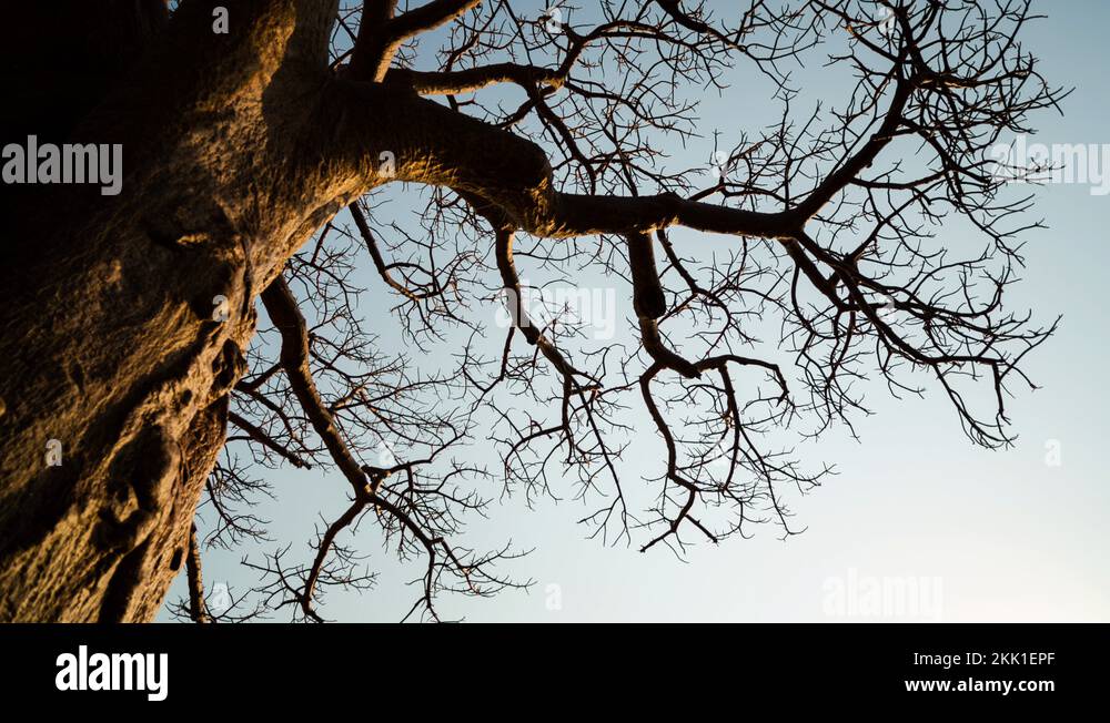 Static day to night timelapse of giant African Baobab tree (Adansonia ...