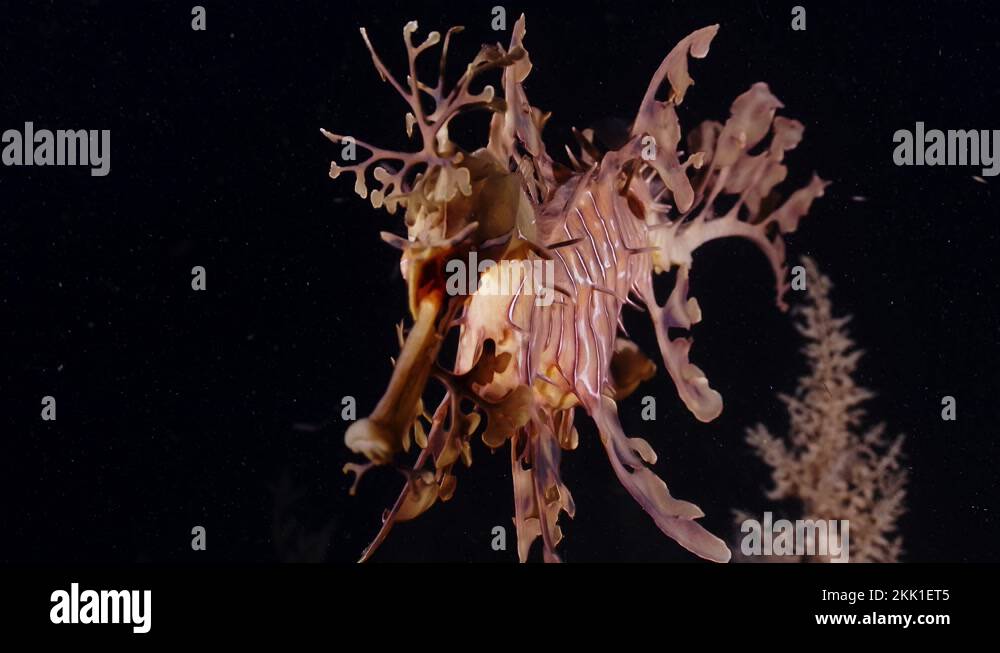 Leafy Sea Dragons Phycodurus eques feeding at night with eggs 4k 25fps ...
