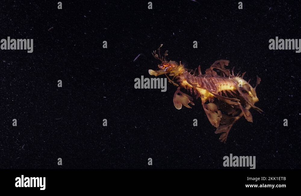 Leafy Sea Dragons Phycodurus eques feeding at night with eggs 4k 25fps ...