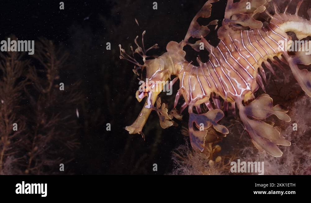 Leafy Sea Dragons Phycodurus eques feeding at night with eggs 4k 25fps ...