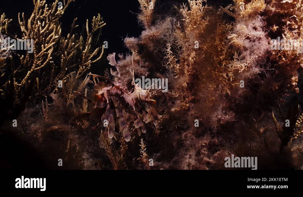 Leafy Sea Dragons Phycodurus eques feeding at night with eggs 4k 25fps ...