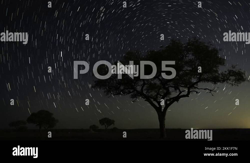 Marula tree sclerocarya birrea Stock Videos & Footage - HD and 4K Video ...