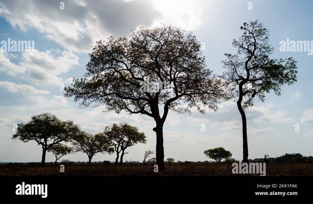 Silhouette african Stock Videos & Footage - HD and 4K Video Clips - Alamy