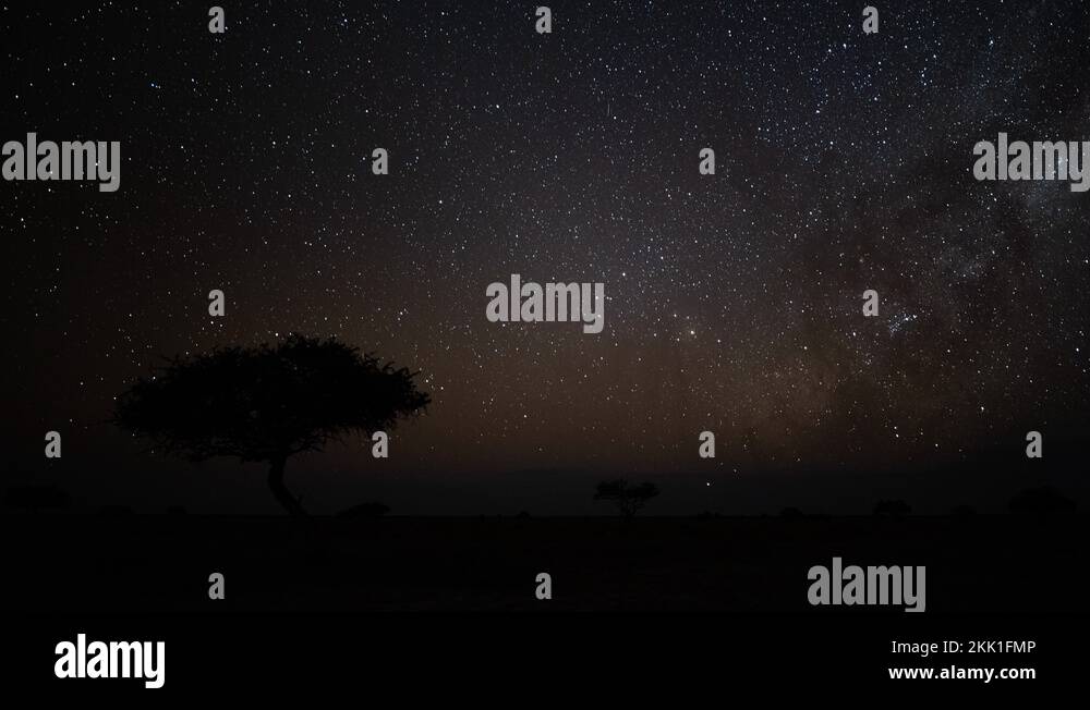 Astro timelapse of an Acacia tree silhouetted against the African night ...