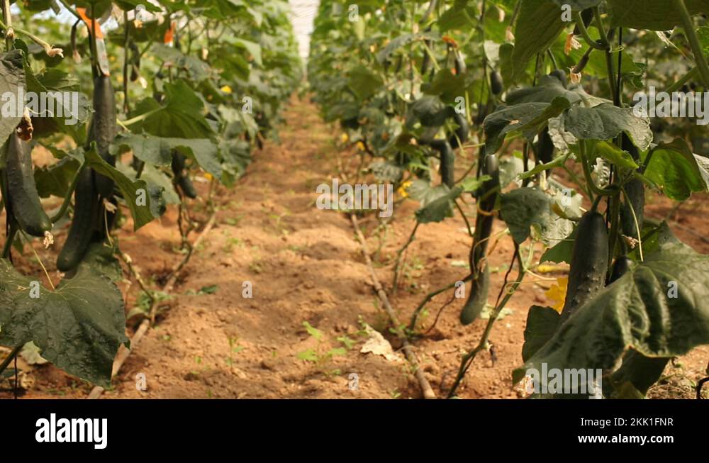 Rows of cucumber plants growing in large commercial greenhouse ...