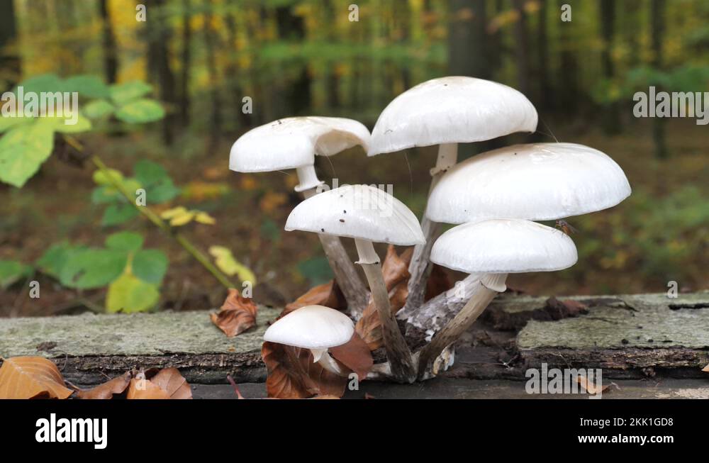 Mushrooms on a decaying log Stock Videos & Footage - HD and 4K Video Clips - Alamy