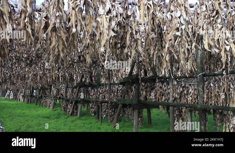 Traditional food production Stock Videos & Footage - HD and 4K Video ...