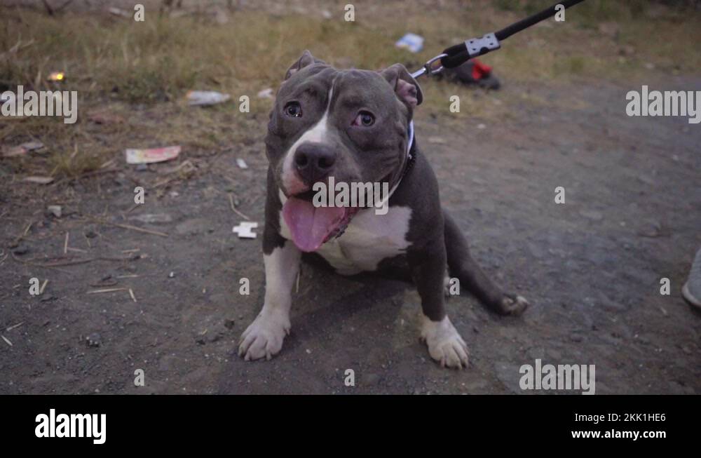 Indian terrier Stock Videos & Footage - HD and 4K Video Clips - Alamy