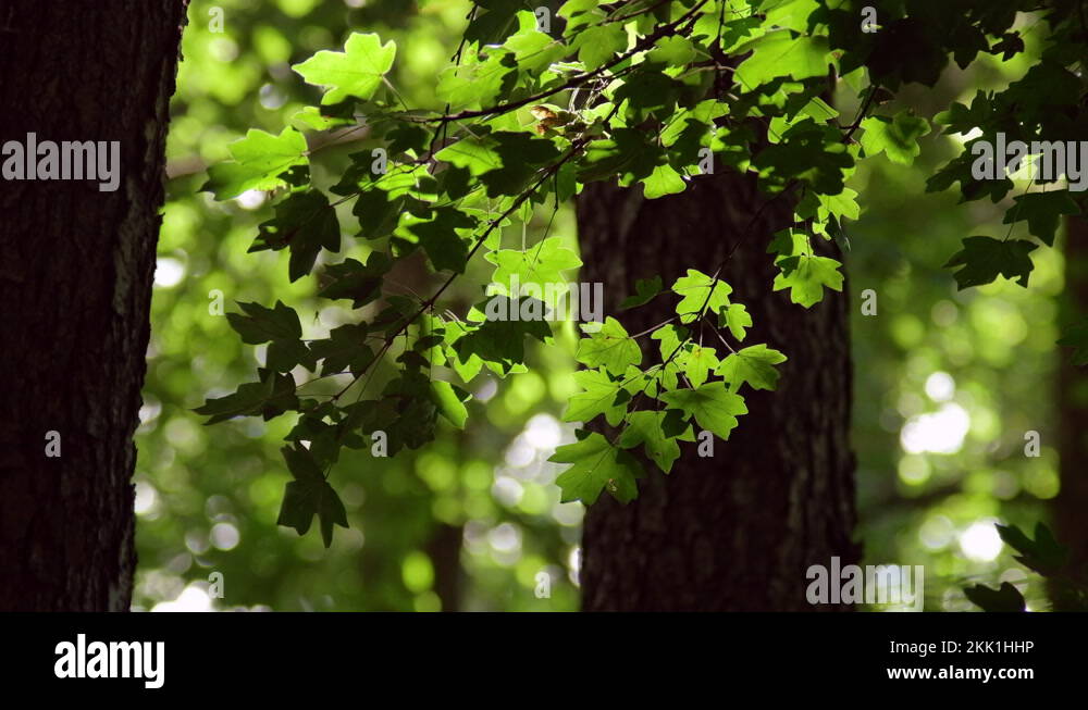 Leaves of maple tree moving in the wind. Golden sunlight shining ...