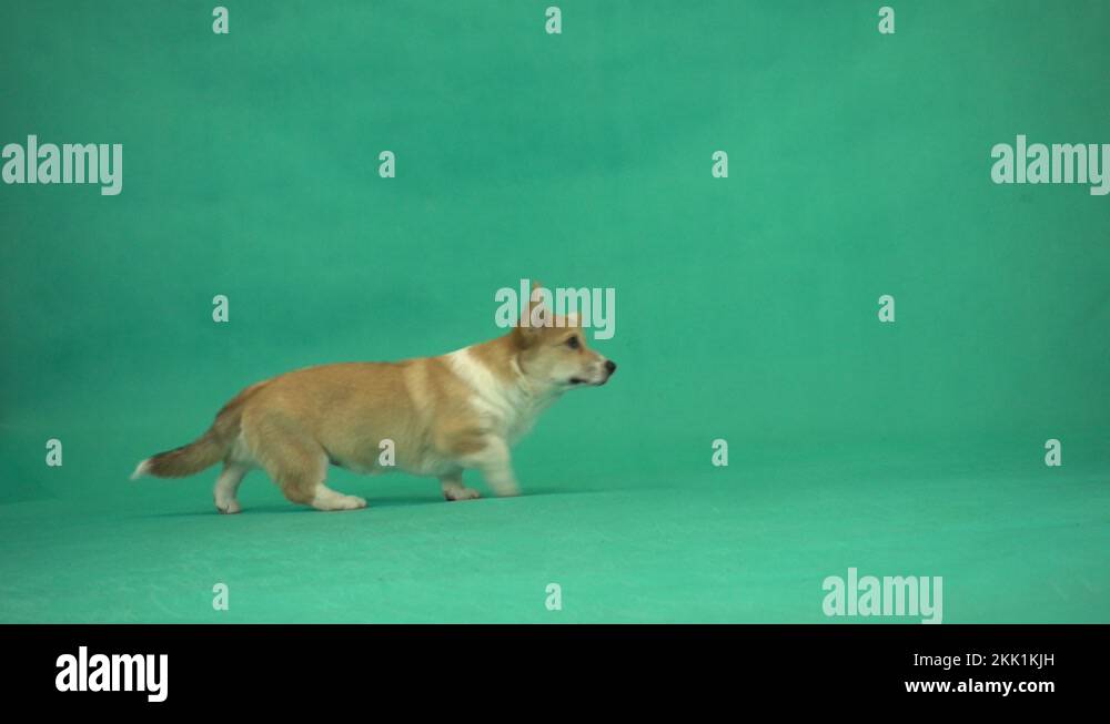 dog running on green screen Stock Video Footage - Alamy