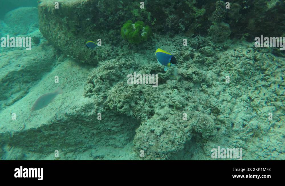 Fish powder Stock Videos & Footage - HD and 4K Video Clips - Alamy