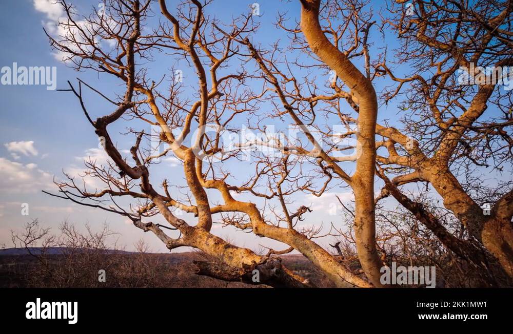 Dead fig tree Stock Videos & Footage - HD and 4K Video Clips - Alamy