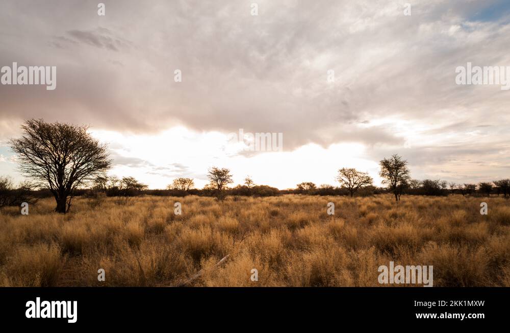 Savanna biome Stock Videos & Footage - HD and 4K Video Clips - Alamy